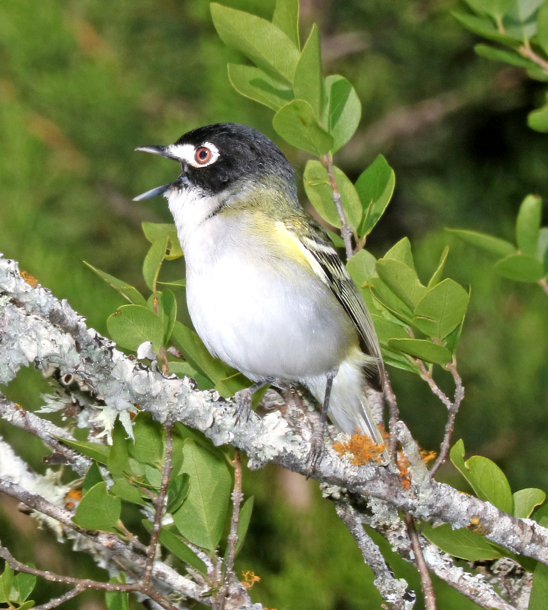 Black Capped Vireo Fws Gov